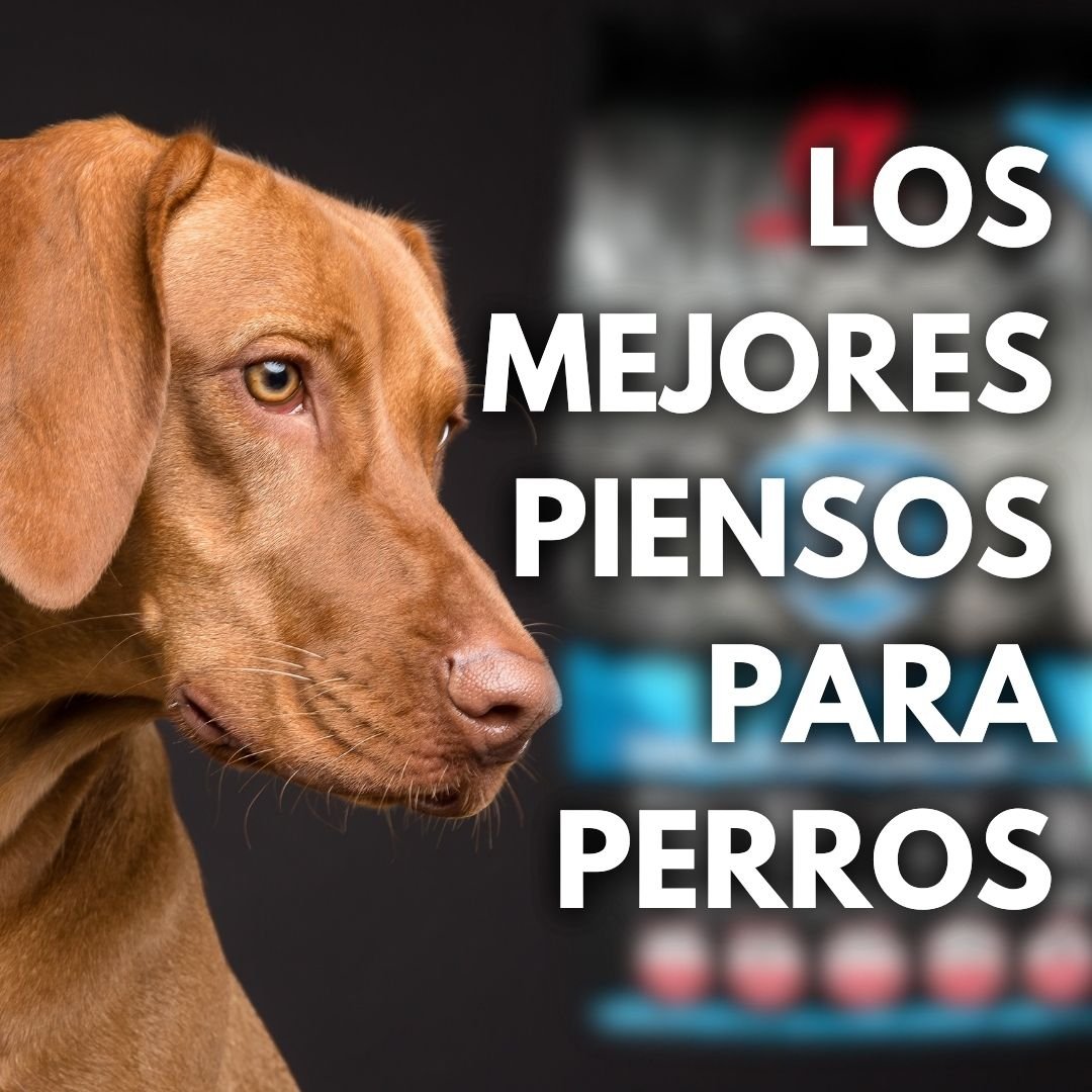 Mejores piensos para perros (sin influencia de marcas) 2025